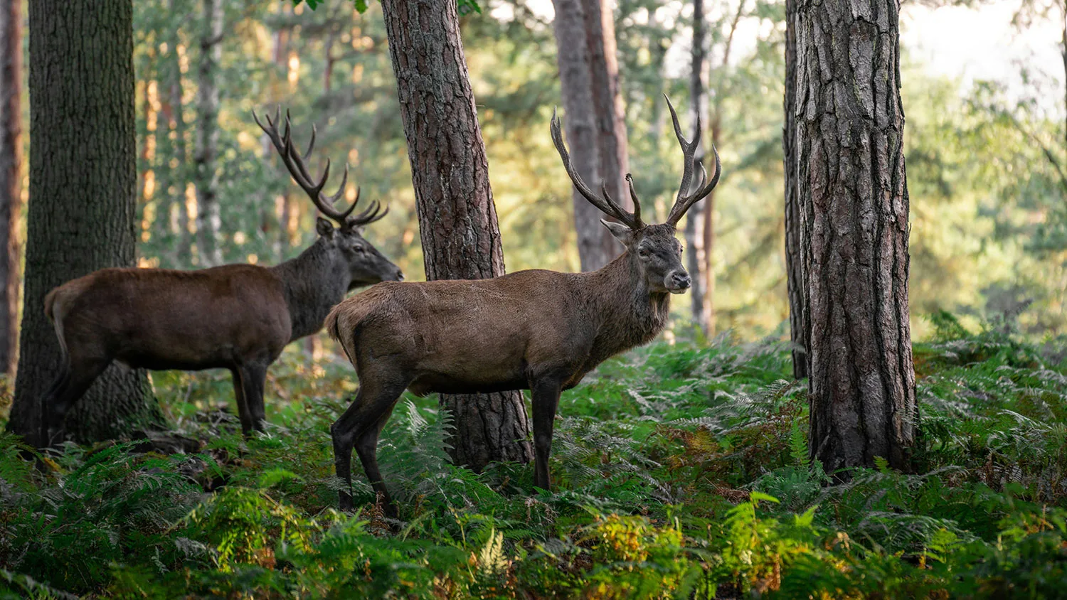 Carte des zones de chasse 2024-2025